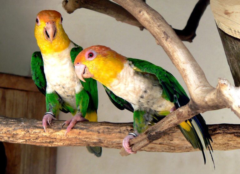 Lorito Rubio (Pionites leucogaster) - Aves exóticas