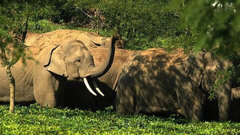 50 drunken elephants destroyed a village in the India