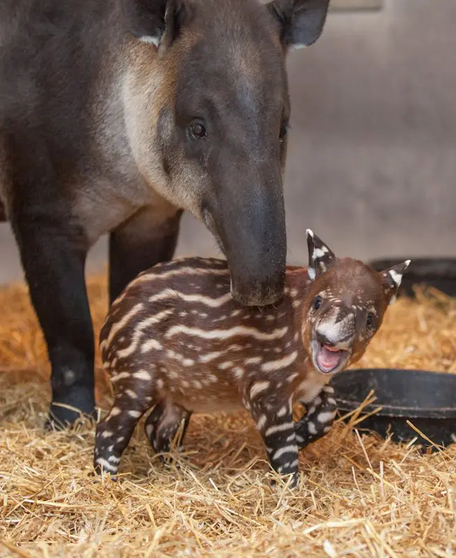 Un adorable bébé tapir de Baird