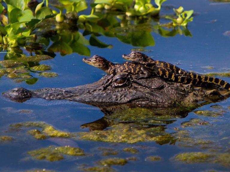 Baby-Alligator auf dem Kopf seiner Mutter