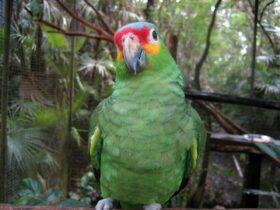 A Amazônia - Espécies e características desses papagaios neotropicais