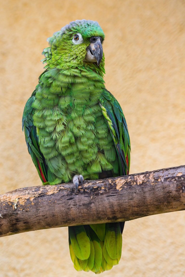 A Amazônia - Espécies e características desses papagaios neotropicais