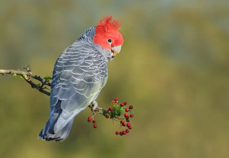 Cockatoo Information: cockatoo species - Cacatuidae