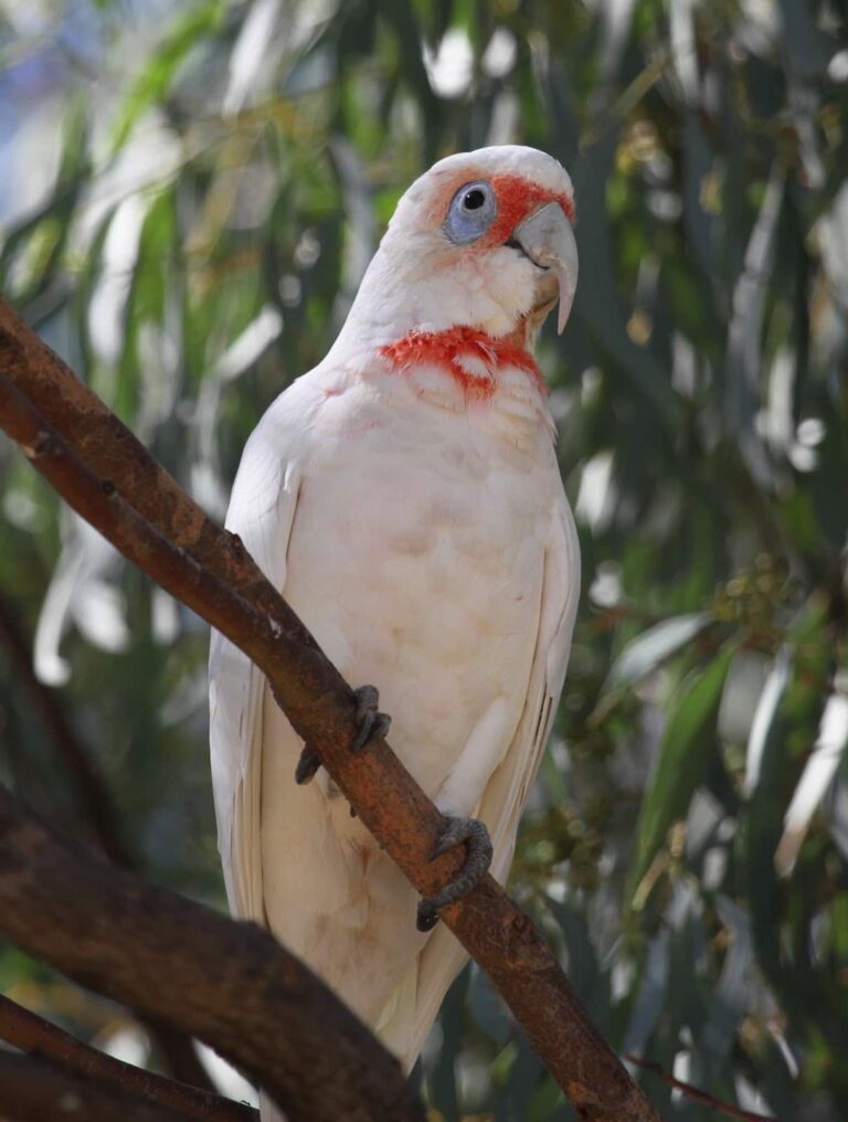 Cockatoo Information: cockatoo species - Cacatuidae