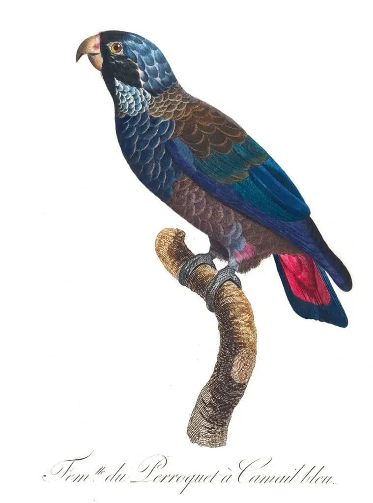 Loro Morado (Pionus fuscus) - Aves exóticas