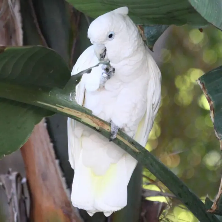 Cacatúa de las Salomón (Cacatua ducorpsii) - Aves exóticas