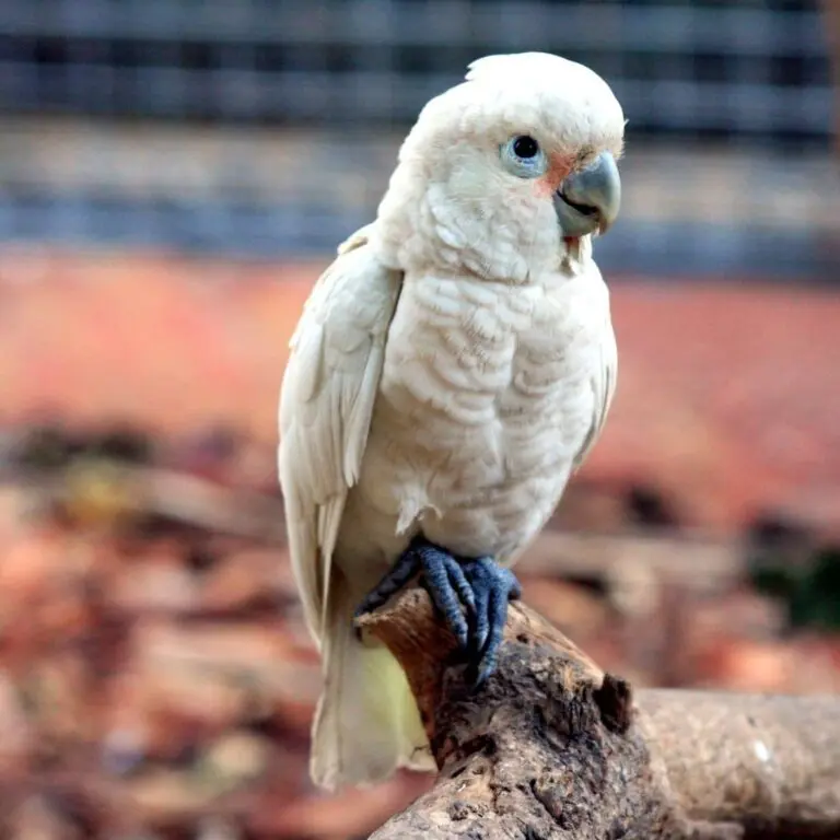 Cockatoo Information: cockatoo species - Cacatuidae