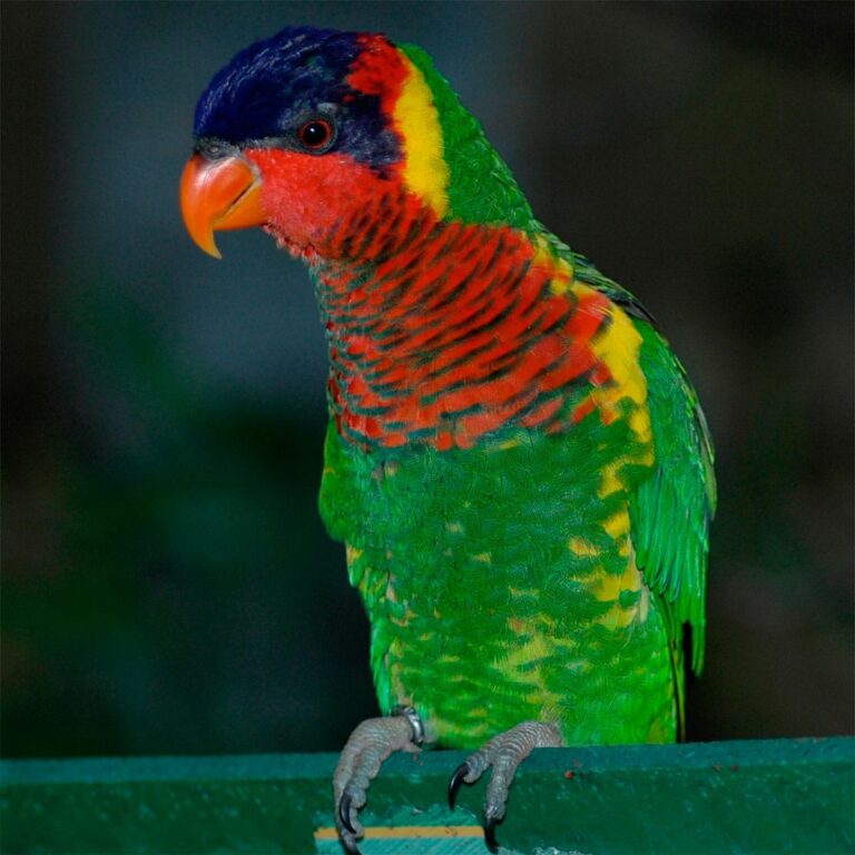 Ornate Lory (Trichoglossus ornatus) - Exotic birds