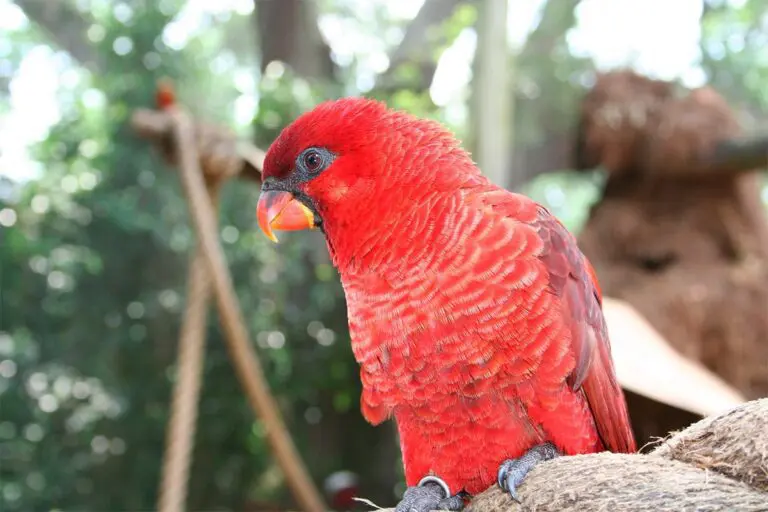 Informações Loris: Espécies da tribo Loriini Aves exóticas