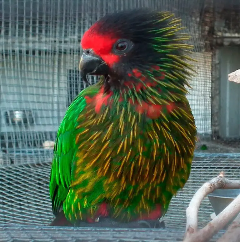 Informações Loris: Espécies da tribo Loriini Aves exóticas