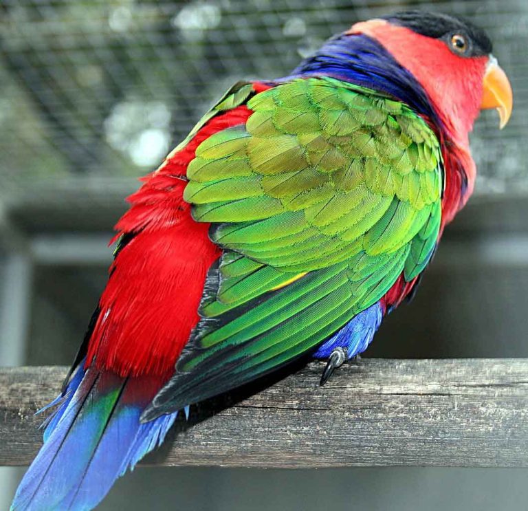 Lori Tricolor (Lorius lory) - Aves exóticas