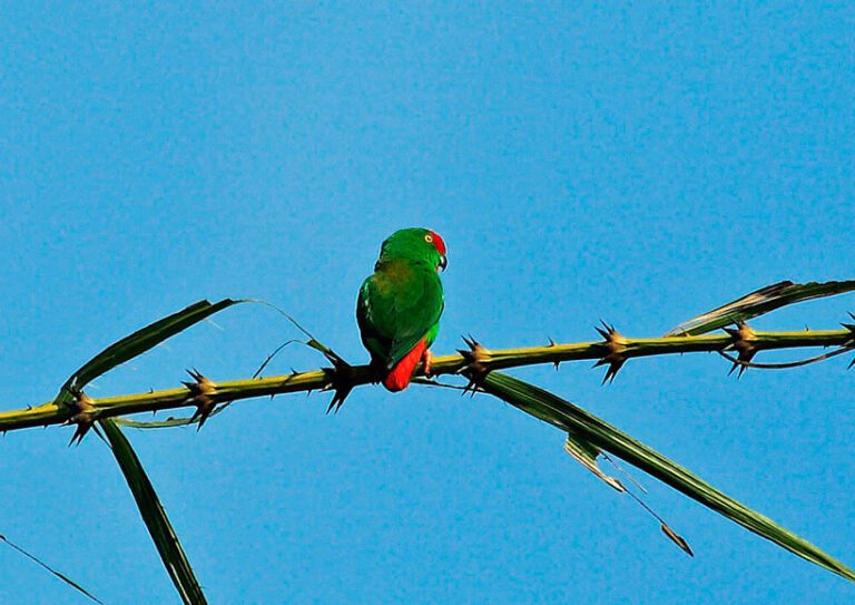 Moluccan hanging parrot (Loriculus amabilis) - Exotic birds