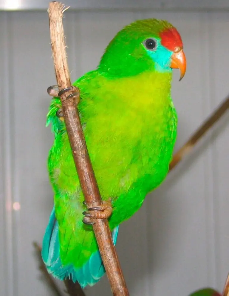 Colasisi (Loriculus philippensis) - Exotic birds