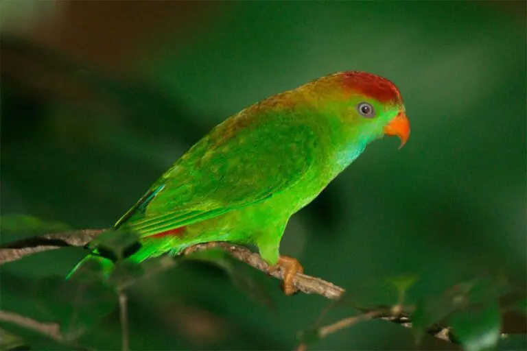 Ceylon Hanging-Parrot (Loriculus beryllinus) - Exotic birds