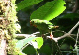 Wallace's hanging parrot (Loriculus flosculus) - Exotic birds