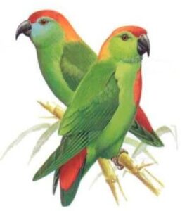 Loriculus bonapartei (subespecie del Lorículo Filipino) - Aves exóticas