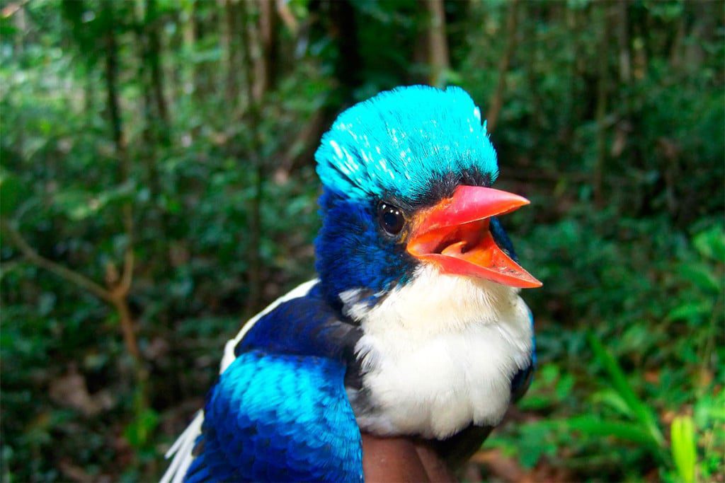Buff-faced Pygmy-Parrot (Micropsitta pusio) - Exotic birds