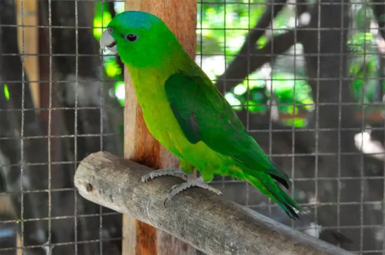 Blue-crowned Racquet-tail (Prioniturus discurus) - Birds