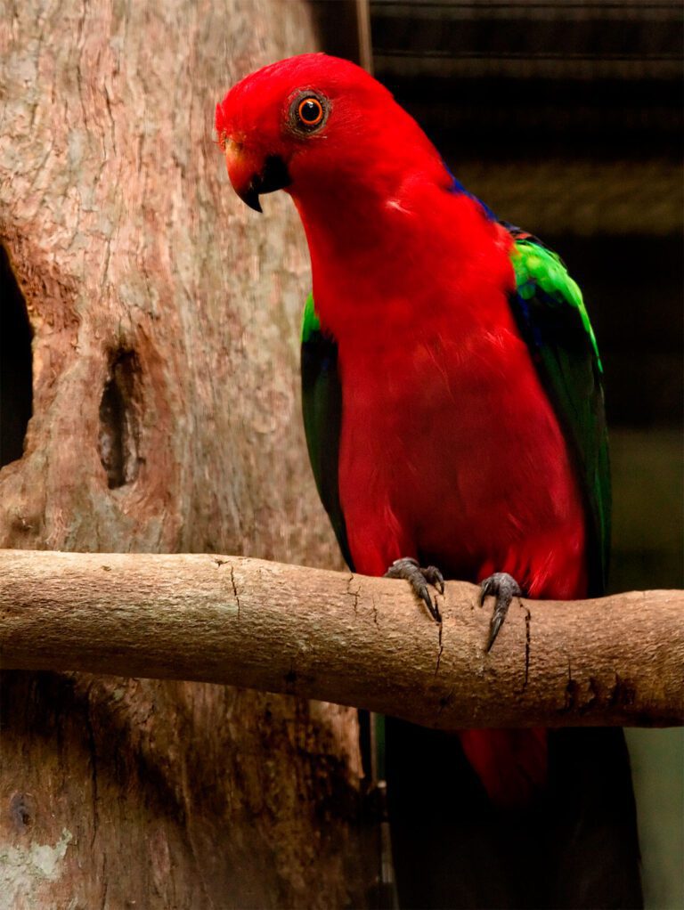 Papuan king parrot (Alisterus chloropterus) - Exotic birds