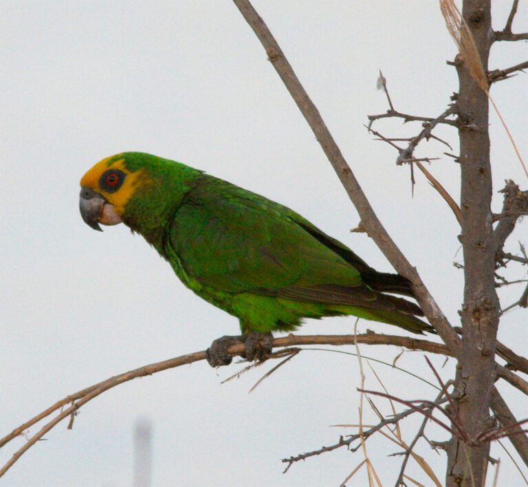 Lorito Carigualdo (Poicephalus flavifrons) - Aves exóticas