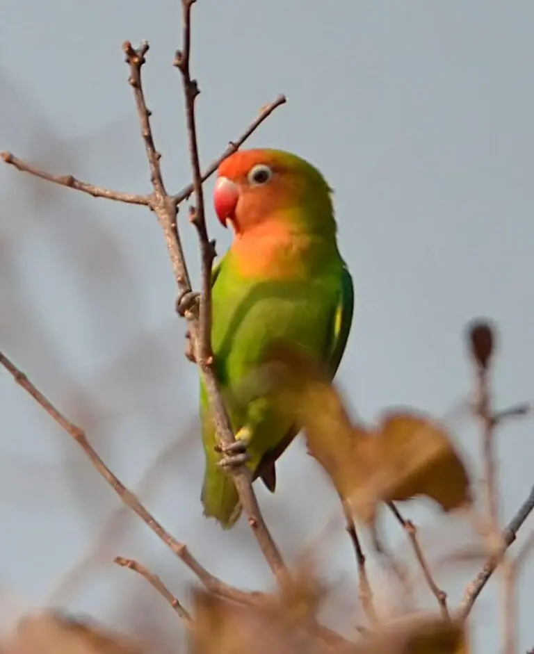 Inseparable from Nyasa (Agapornis lilianae) - Exotic birds