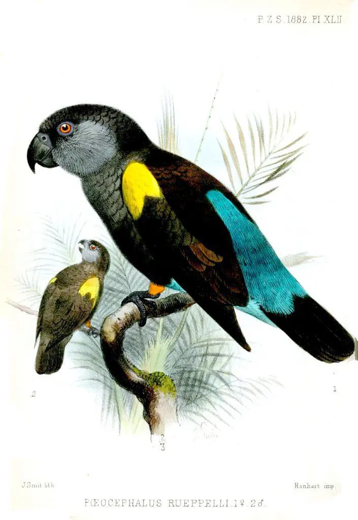 Rüppell's parrot (Poicephalus rueppellii) - Exotic birds
