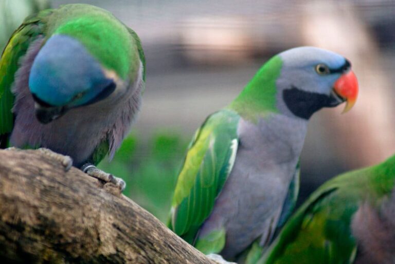 Derbyan Parakeet (Psittacula derbiana) - Exotic birds