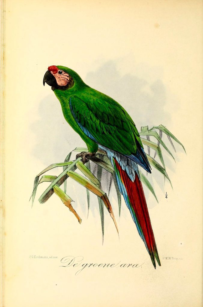Ara de Buffon (Ara ambiguus) - Oiseaux exotiques