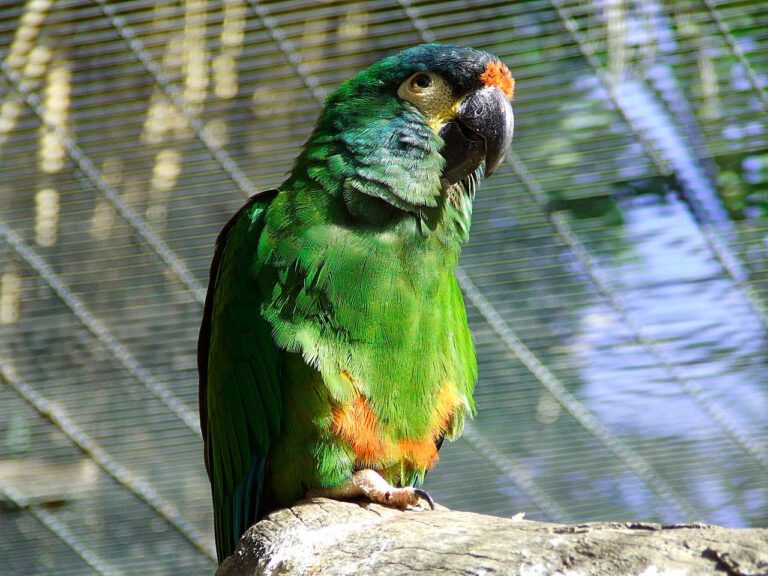 Blue-winged Macaw (Primolius maracana) - Exotic birds