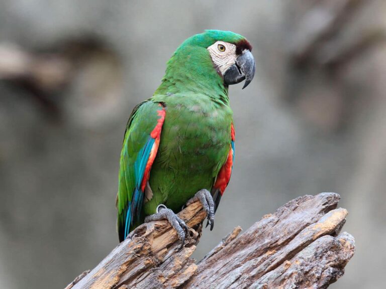 Ara vert (Ara severus) - Oiseaux exotiques