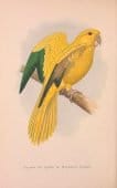 Aratinga Guaruba (Guaruba guarouba) - Aves exóticas