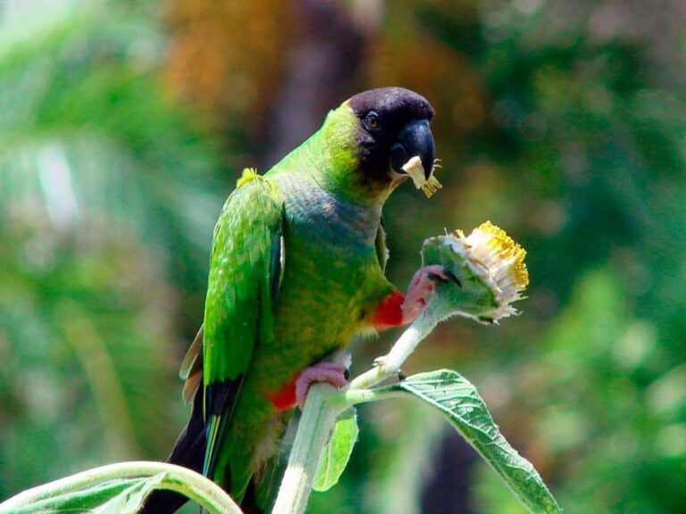 Nanday parakeet (Aratinga nenday) - Exotic birds