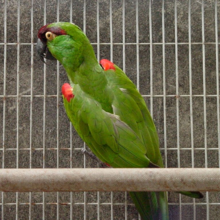Cotorra Serrana Oriental (Rhynchopsitta terrisi) - Aves exóticas