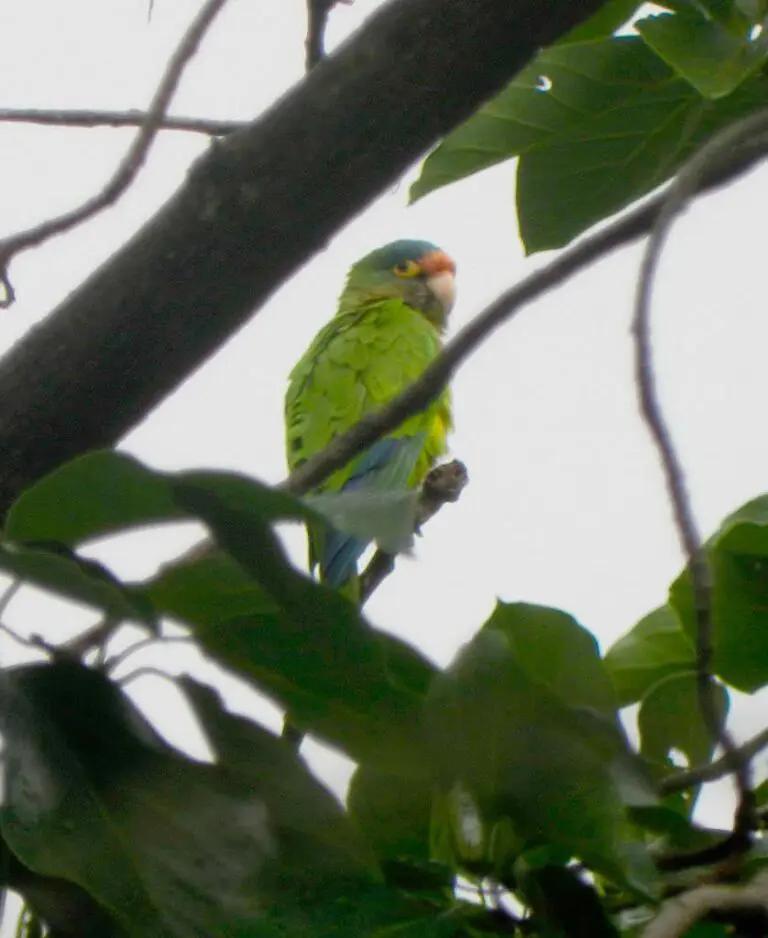 Pacific parakeet (Psittacara strenuus) - Exotic birds