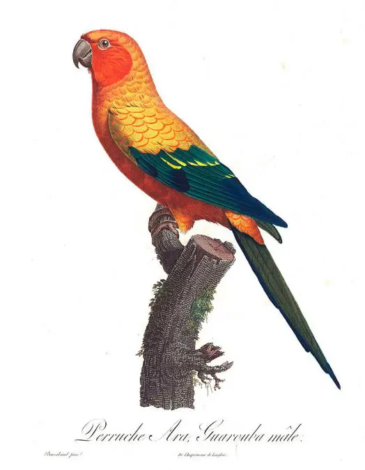 O periquito de sol (Aratinga solstitialis) - Pássaros exóticos