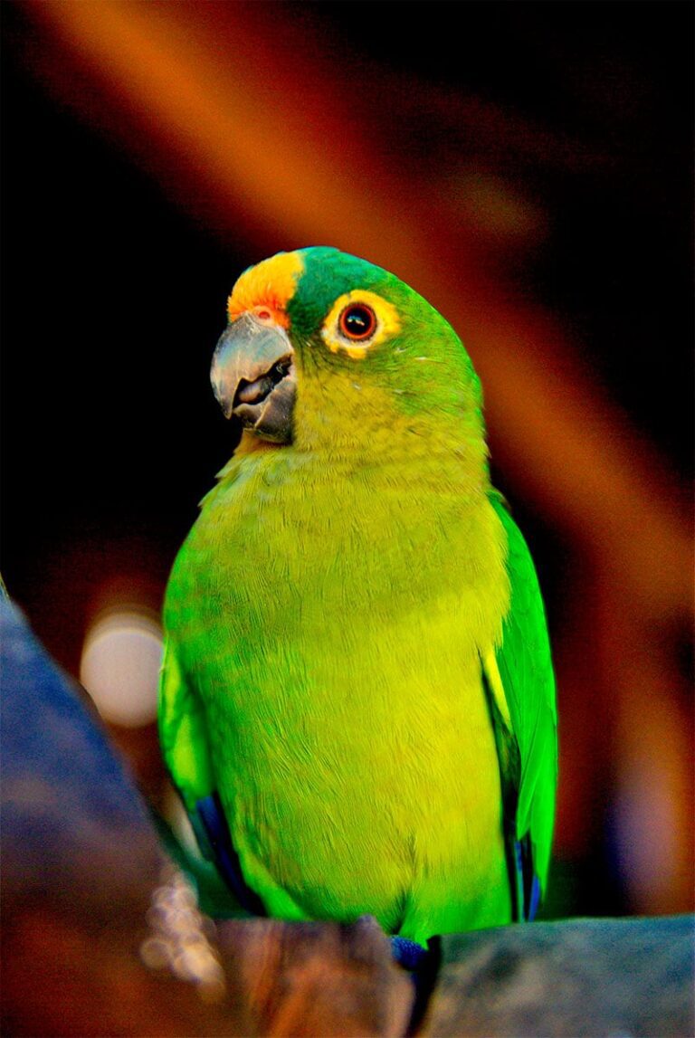Peach-fronted Parakeet (Eupsittula aurea) - Exotic birds