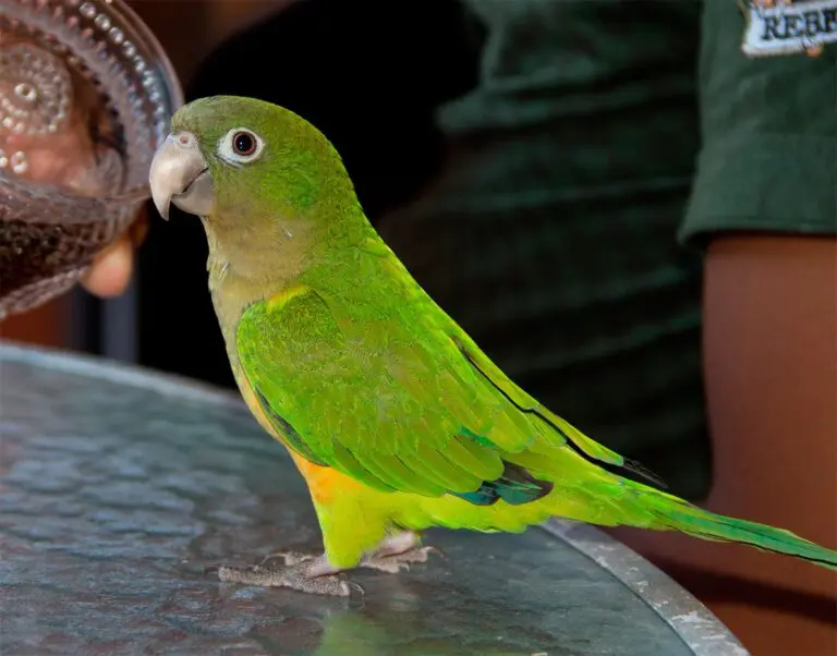 Brown-throated Parakeet (Eupsittula pertinax) - Exotic birds
