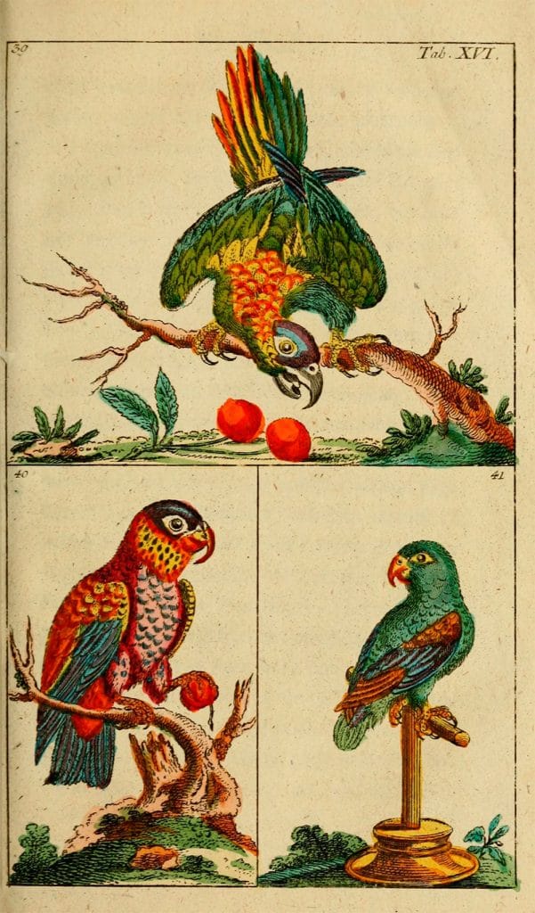 Brown-throated Parakeet (Eupsittula pertinax) - Exotic birds