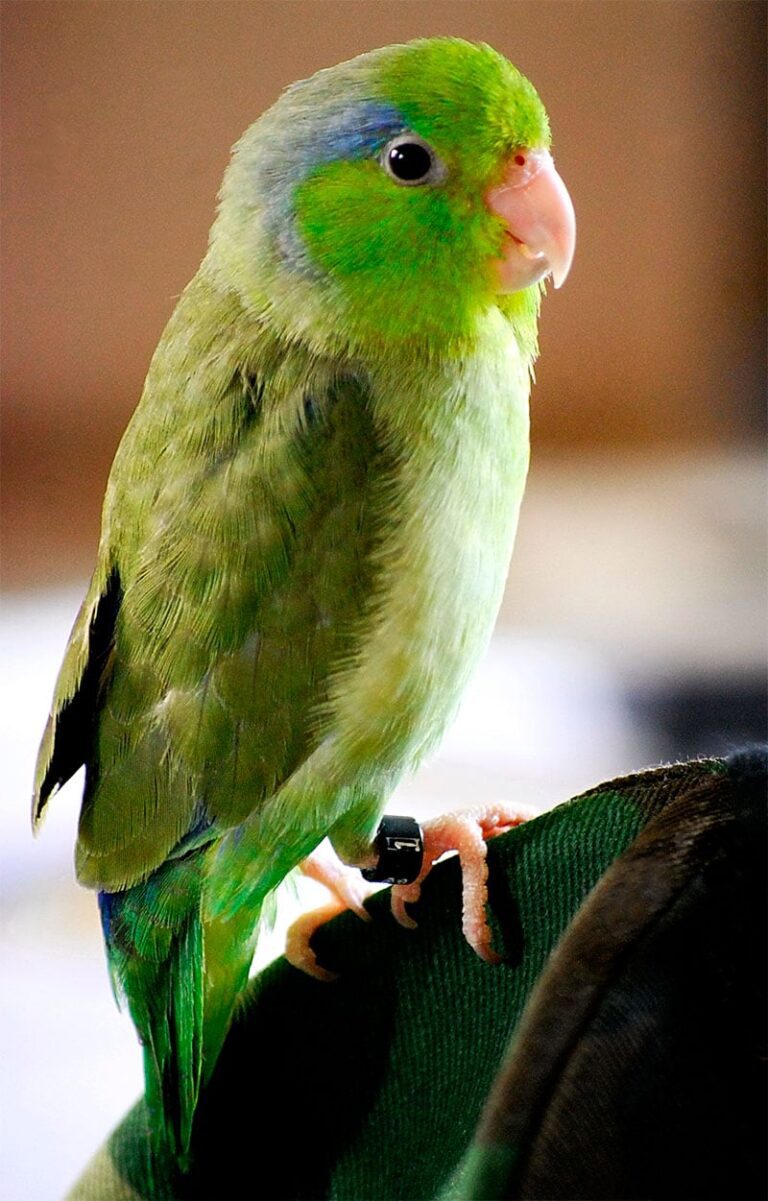 Pacific Parrotlet (Forpus coelestis) - Exotic birds