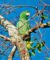 Amazona de Kawall (Amazona kawalli) - Aves exóticas
