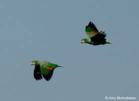 Amazona de Kawall (Amazona kawalli) - Aves exóticas