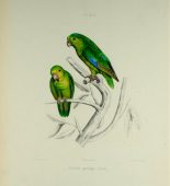 Cotorrita Mexicana (Forpus cyanopygius) - Aves exóticas