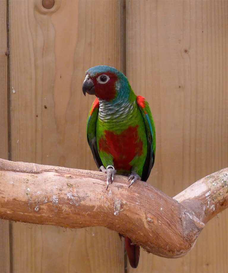 Cotorra de Goiás (Pyrrhura pfrimeri) - Aves exóticas de Brasil