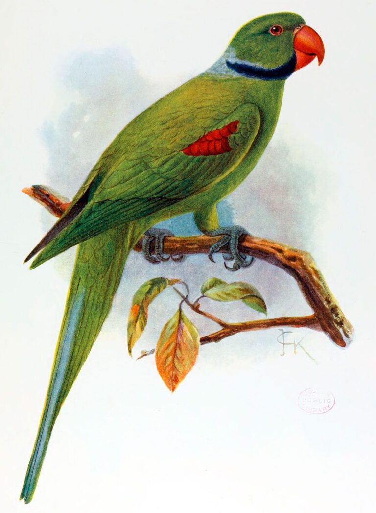 Cotorra de Seychelles (Psittacula wardi) - Aves exoticas