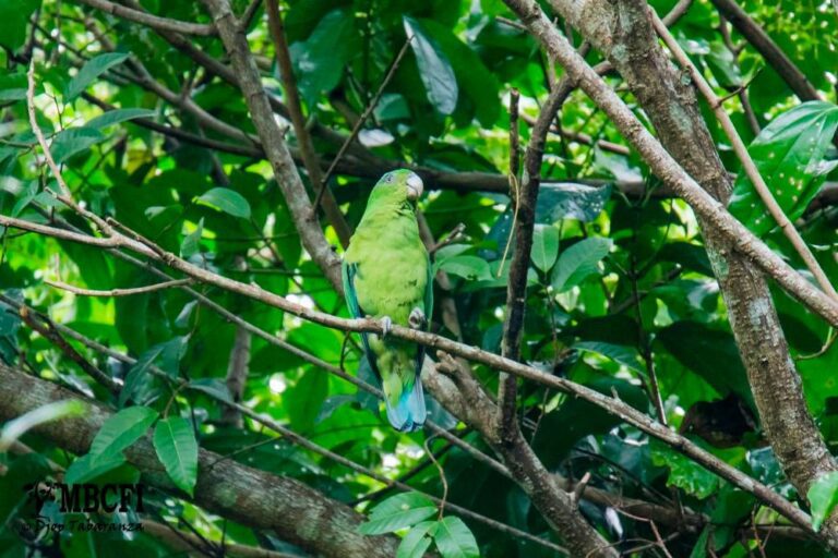 Mindoro Racquet-tail (Prioniturus mindorensis) Exotic birds