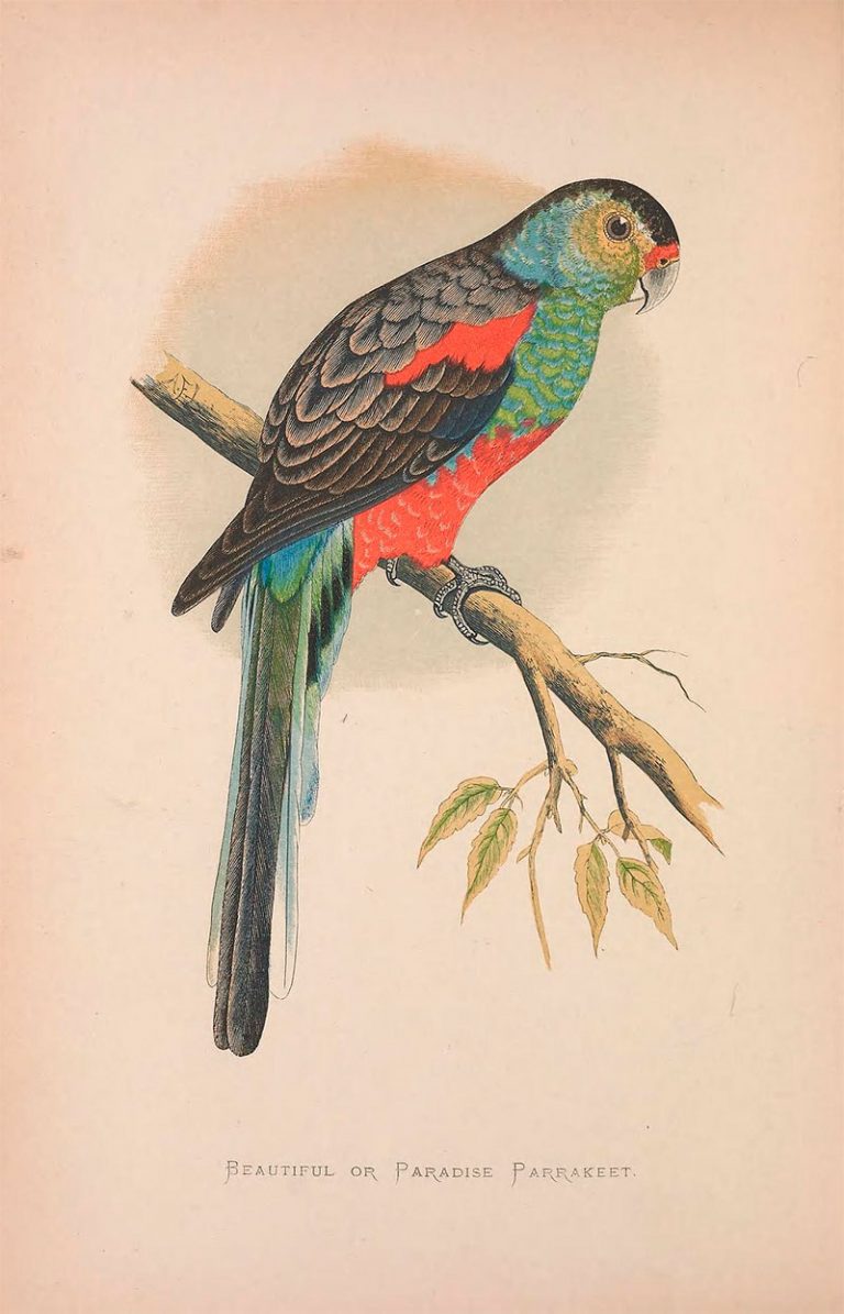 parakeet of paradise (Psephotellus pulcherrimus) - Exotic birds