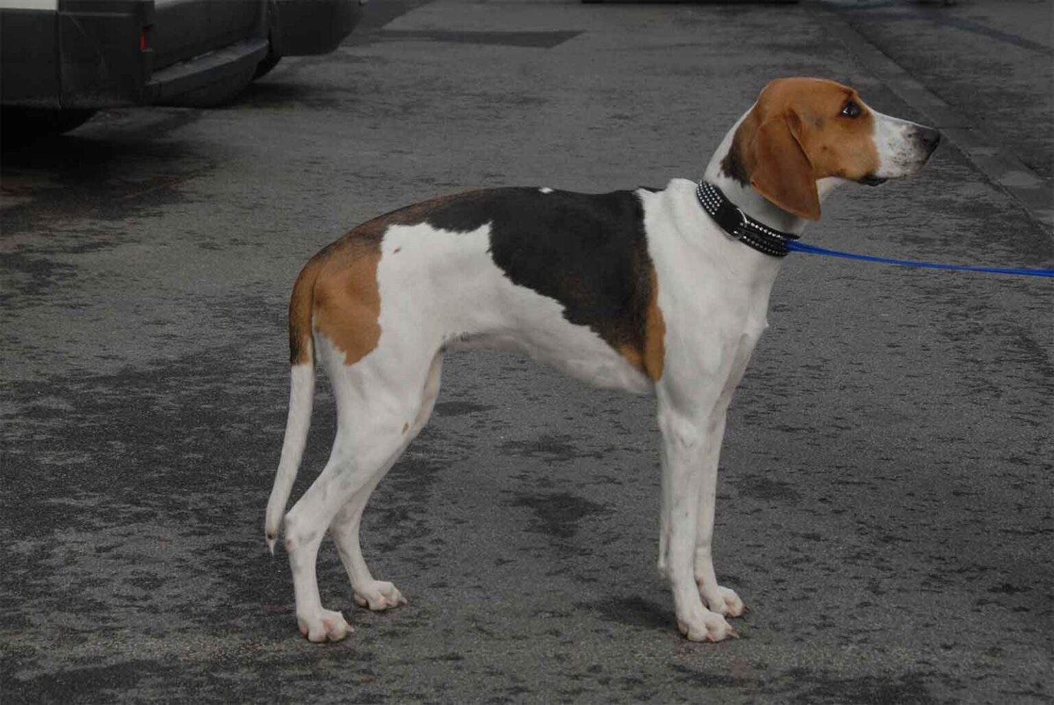 Sabueso francés tricolor - Perros tipo sabueso de talla grande