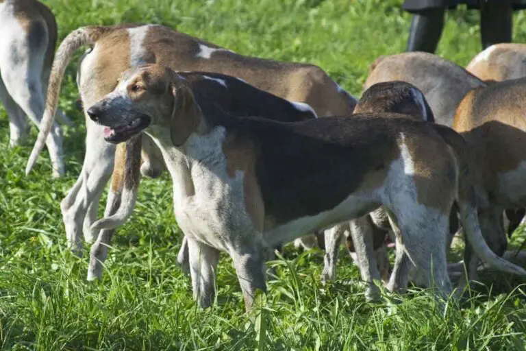 Sabueso tricolor serbio - Perros tipo sabueso de talla mediana
