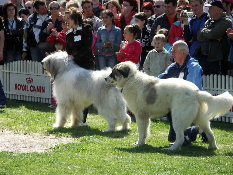Chien de berger roumain de Mioritza - Caractéristiques et caractère ...