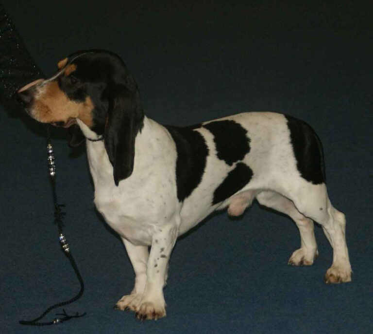 Sabueso suizo pequeño - Características y carácter - Razas de perros